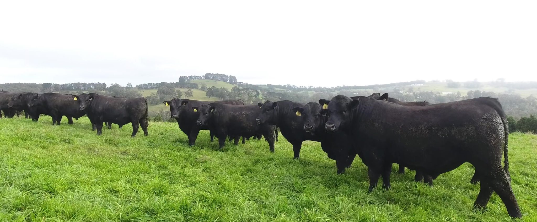KO Angus Stud Bowral and Gundagai – KO Angus Stud Bowral and Gundagai