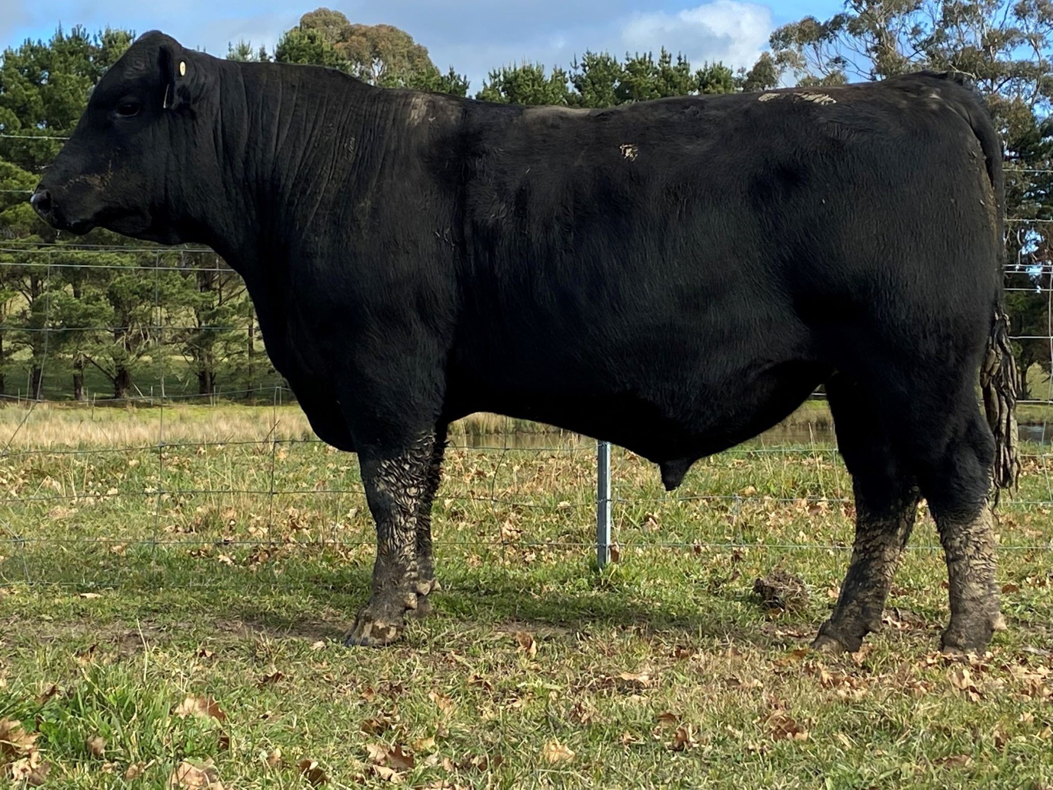 KO Angus Stud Bowral and Gundagai – KO Angus Stud Bowral and Gundagai