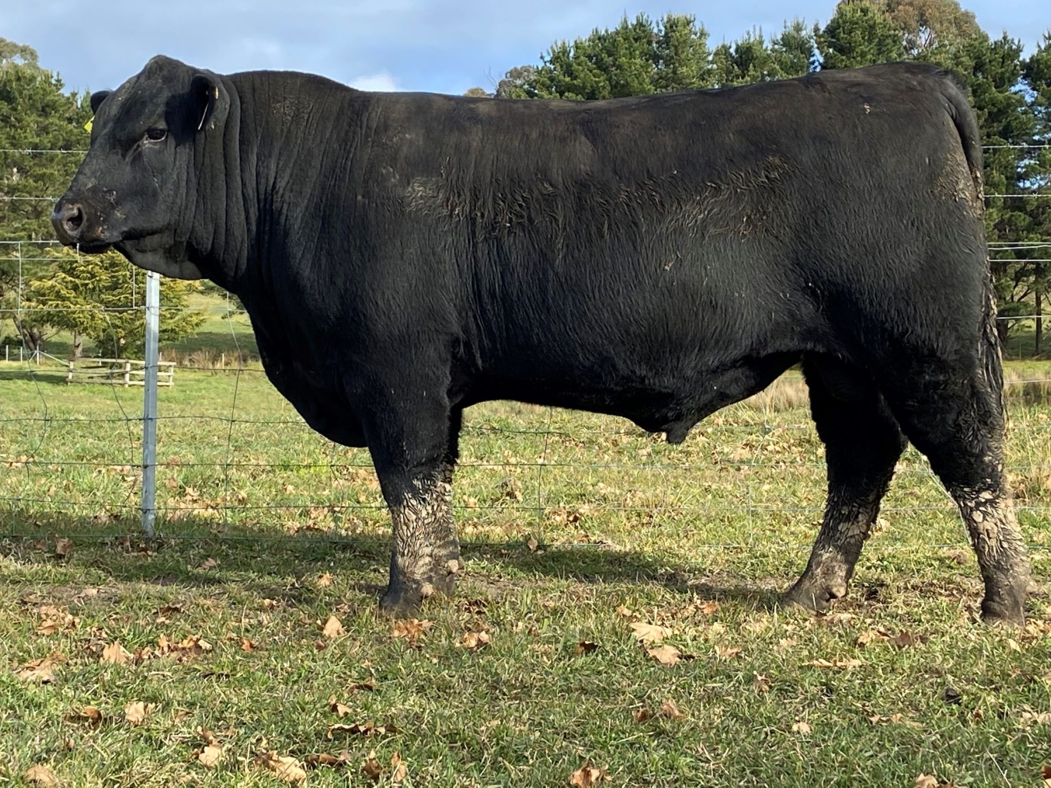 KO Angus Stud Bowral and Gundagai – KO Angus Stud Bowral and Gundagai