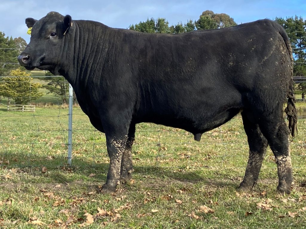 KO Angus Stud Bowral and Gundagai – KO Angus Stud Bowral and Gundagai