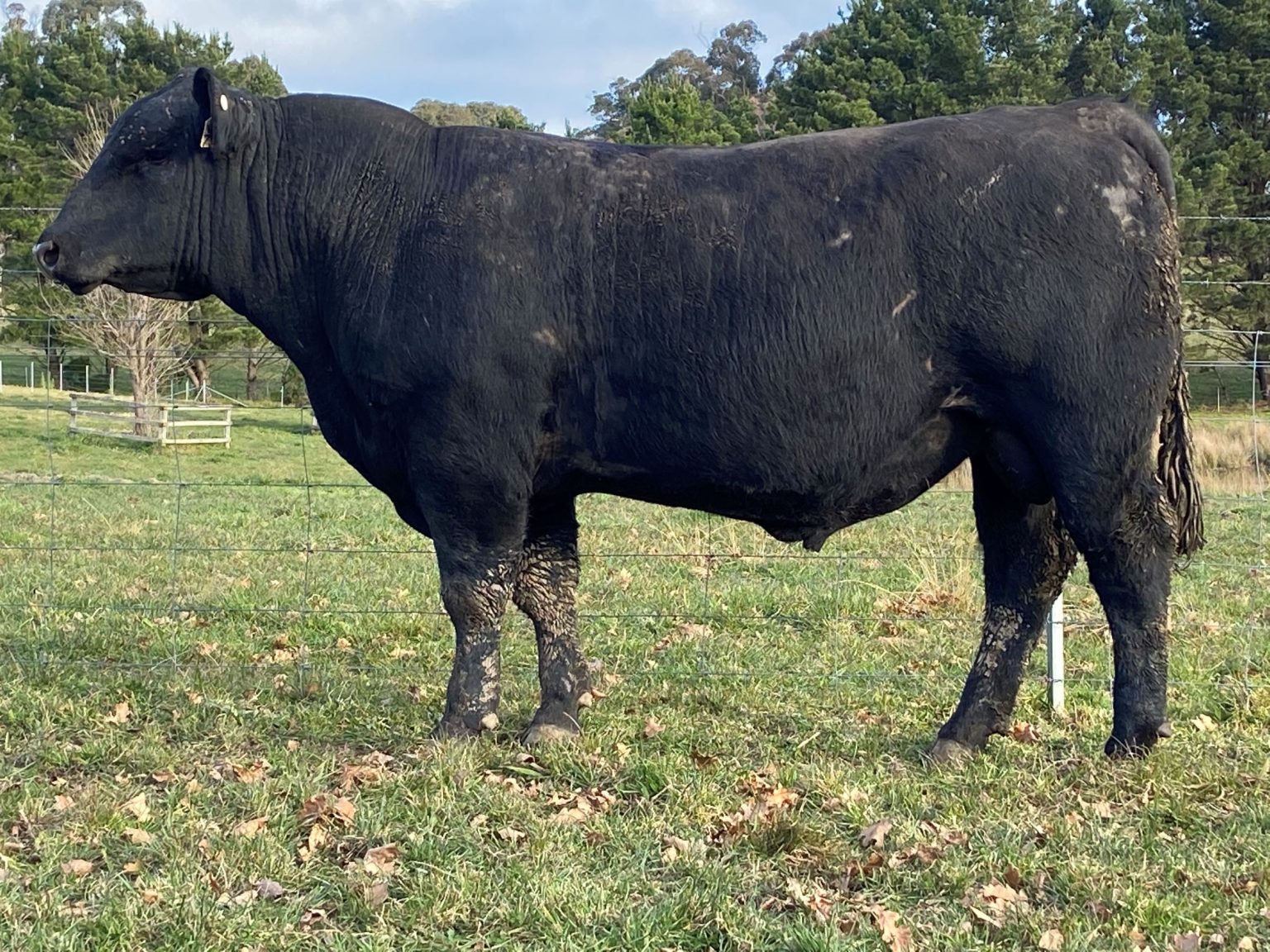 KO ANGUS 26TH ANNUAL ON PROPERTY SALE – KO Angus Stud Bowral and Gundagai
