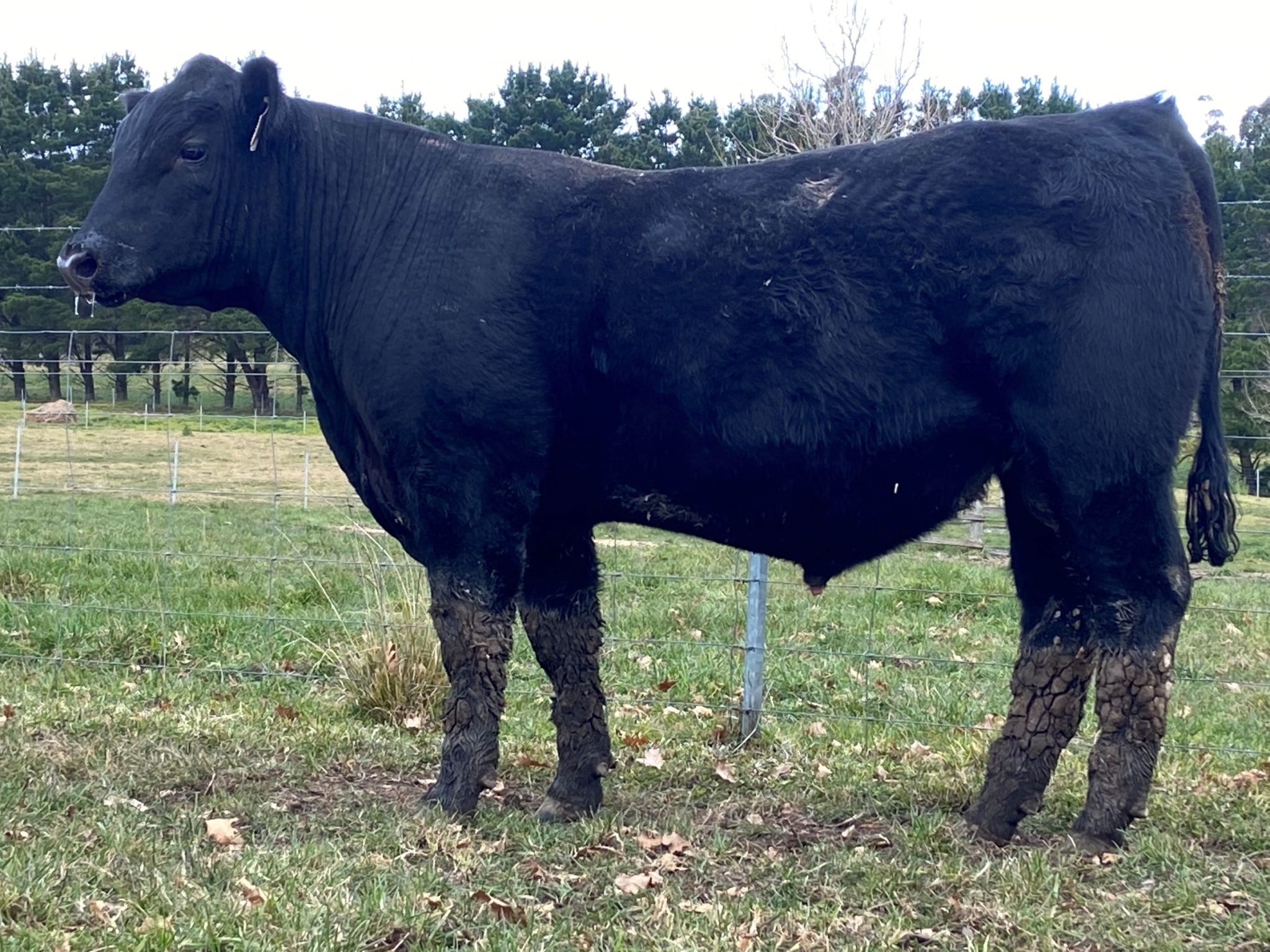 KO ANGUS 26TH ANNUAL ON PROPERTY SALE – KO Angus Stud Bowral and Gundagai