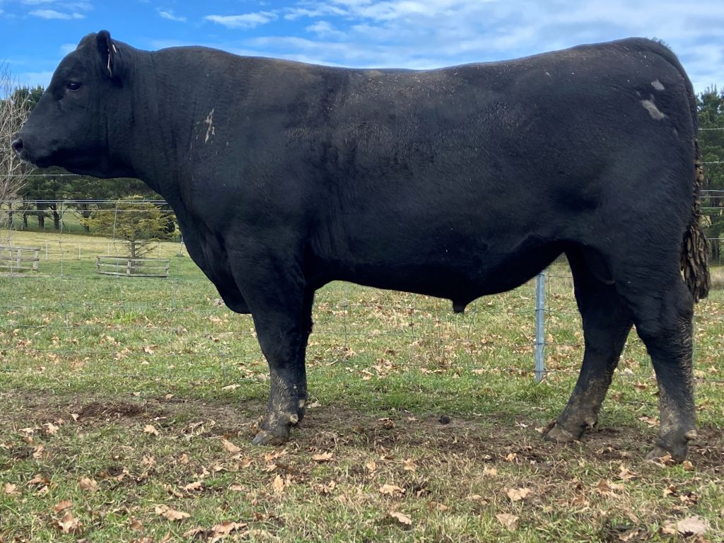 KO Angus Stud Bowral and Gundagai – KO Angus Stud Bowral and Gundagai