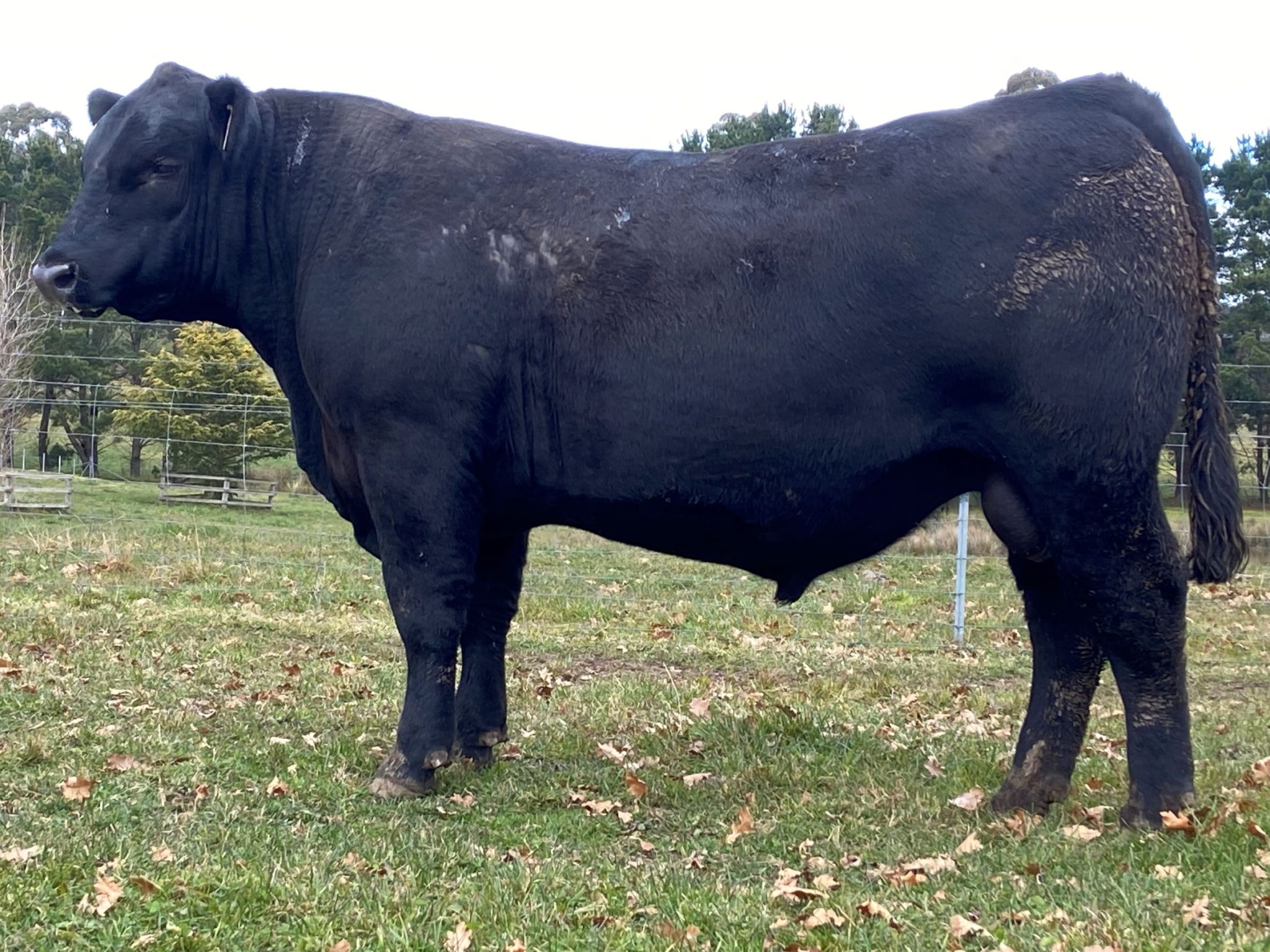 Lot 6 – KO Angus Stud Bowral and Gundagai