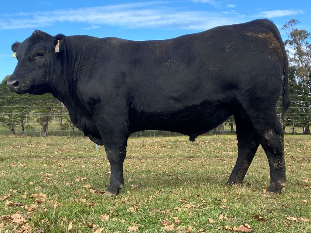 KO ANGUS 26TH ANNUAL ON PROPERTY SALE – KO Angus Stud Bowral and Gundagai