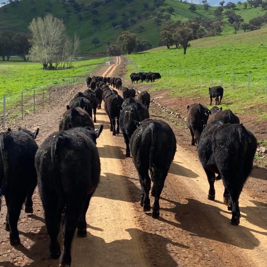 KO Angus Stud Bowral and Gundagai – KO Angus Stud Bowral and Gundagai