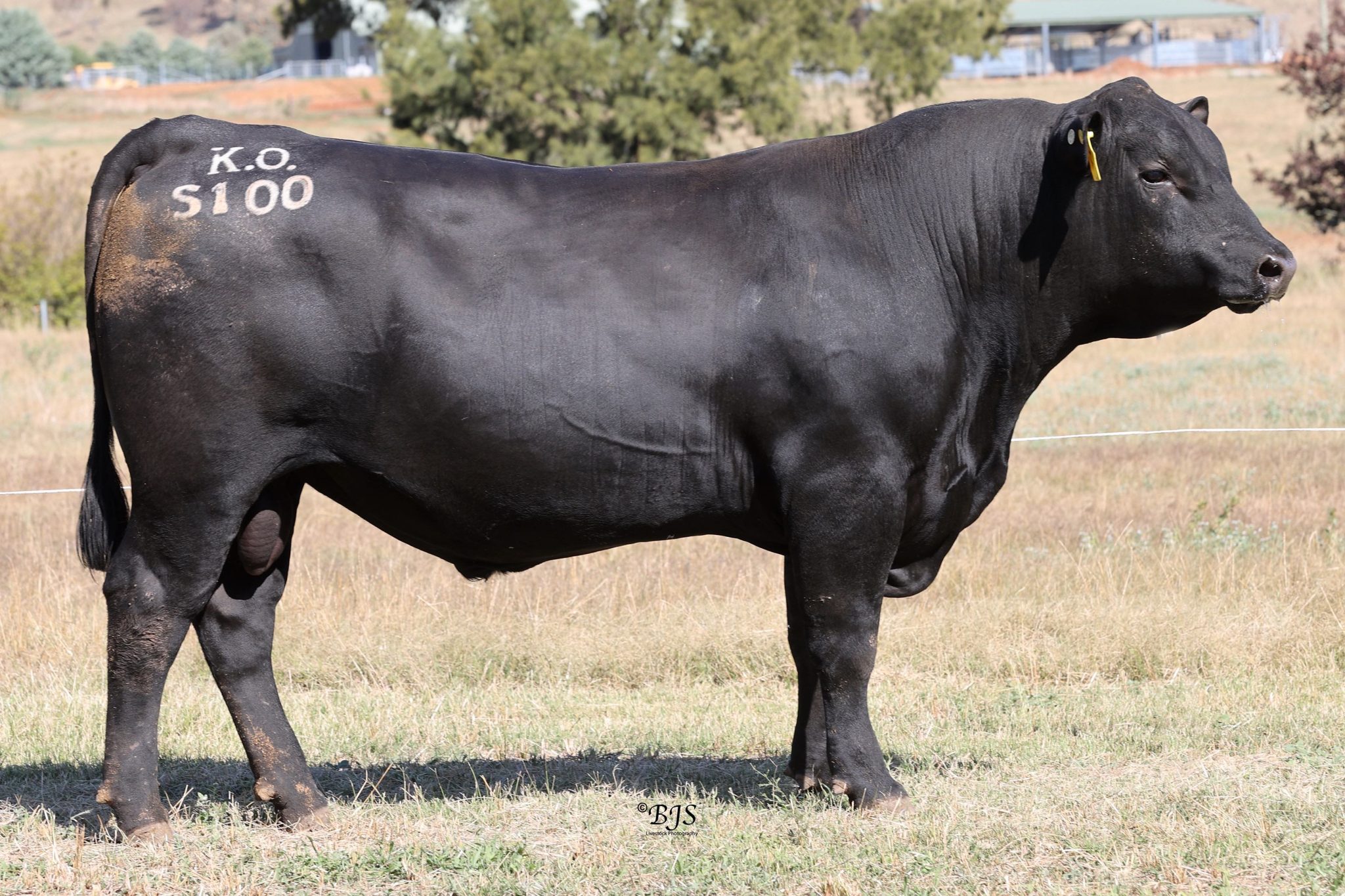 KO Angus Stud Bowral and Gundagai – KO Angus Stud Bowral and Gundagai