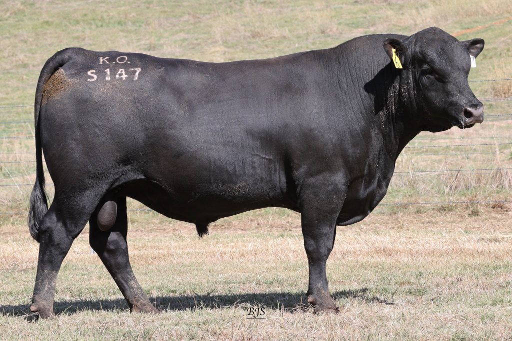 KO Angus Stud Bowral and Gundagai – KO Angus Stud Bowral and Gundagai