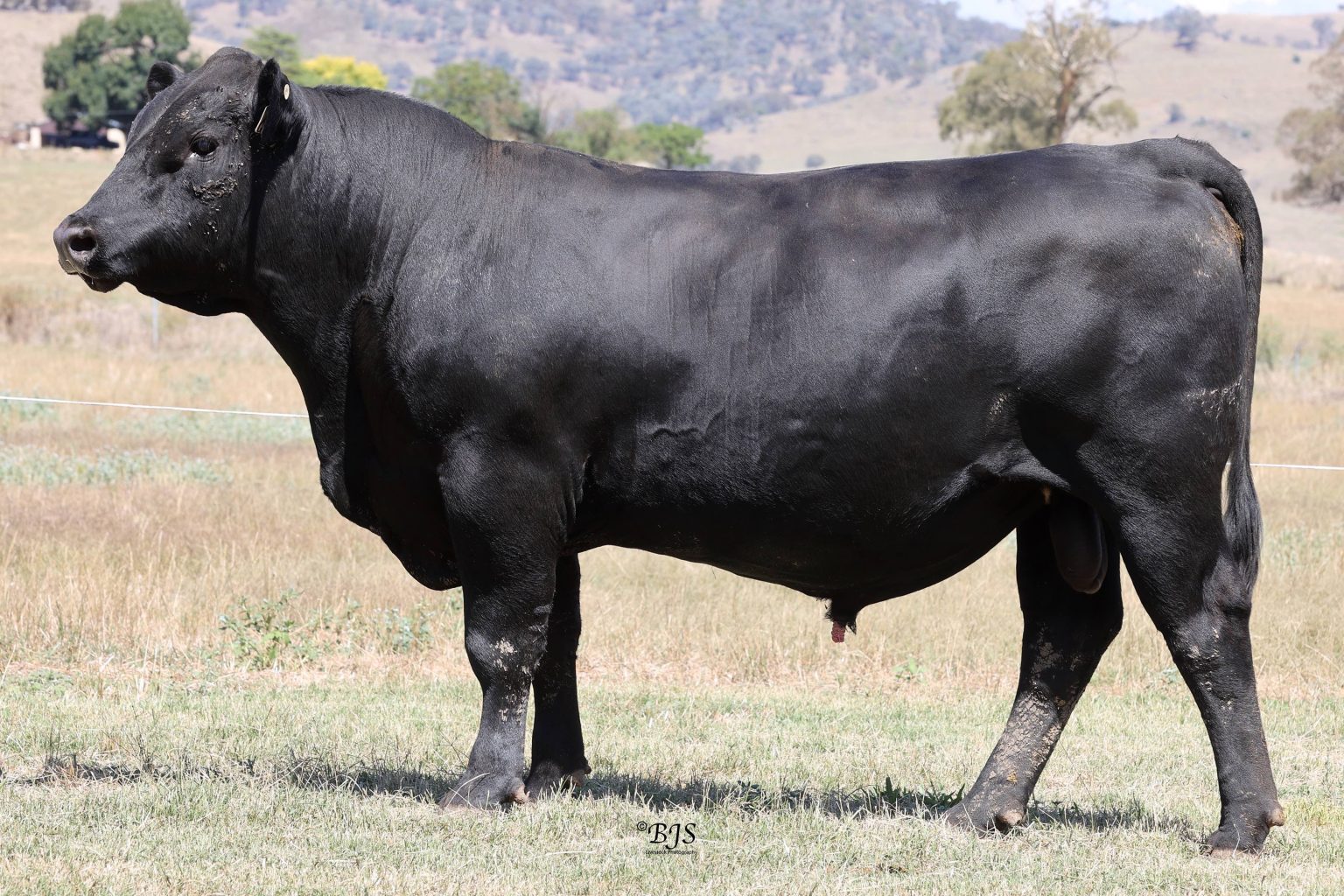 KO Angus Stud Bowral and Gundagai – KO Angus Stud Bowral and Gundagai