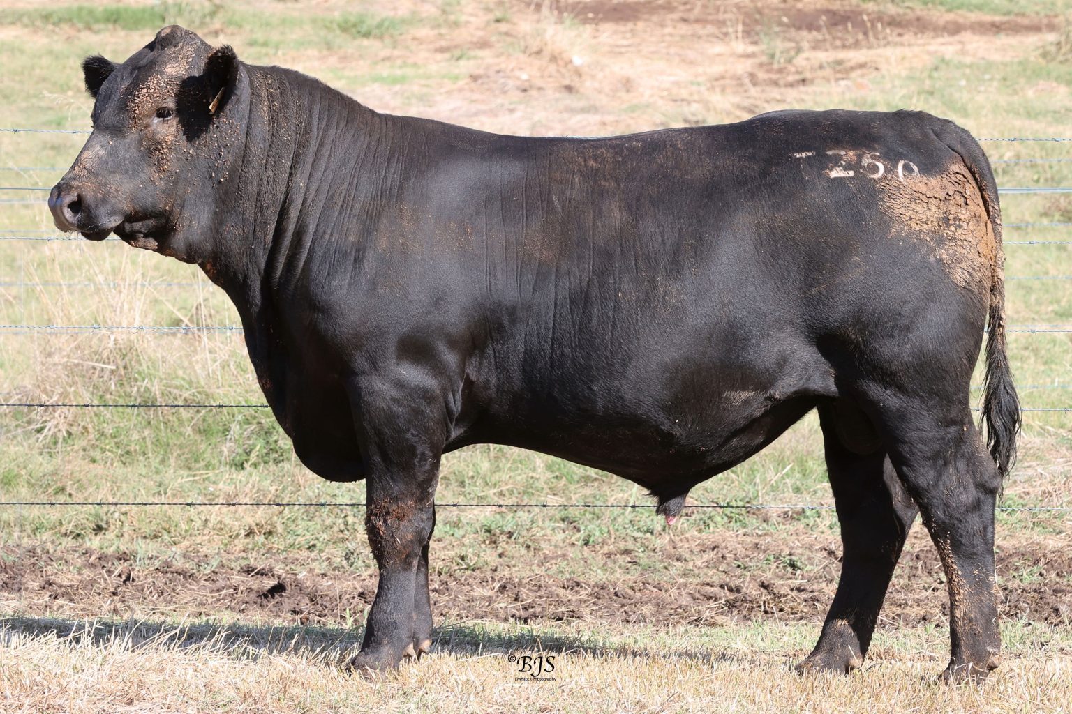KO Angus Stud Bowral and Gundagai – KO Angus Stud Bowral and Gundagai