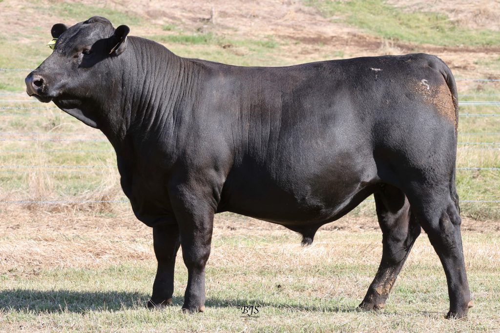 KO Angus Stud Bowral and Gundagai – KO Angus Stud Bowral and Gundagai