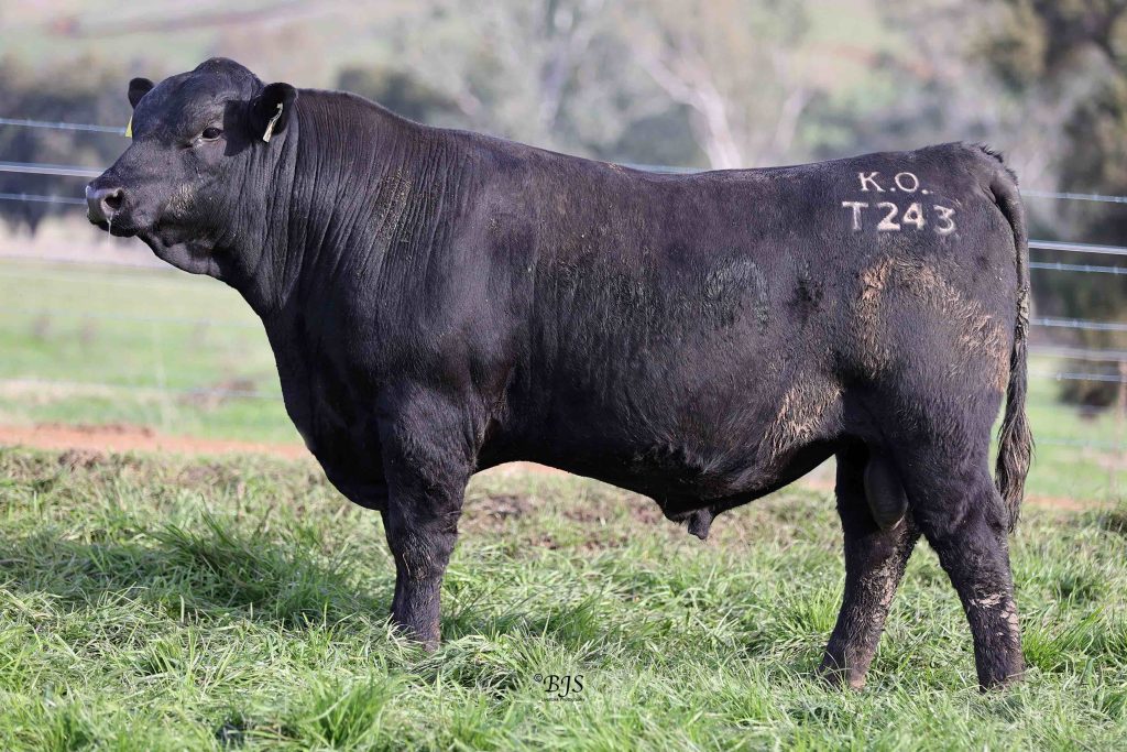 KO Angus Stud Bowral and Gundagai – KO Angus Stud Bowral and Gundagai