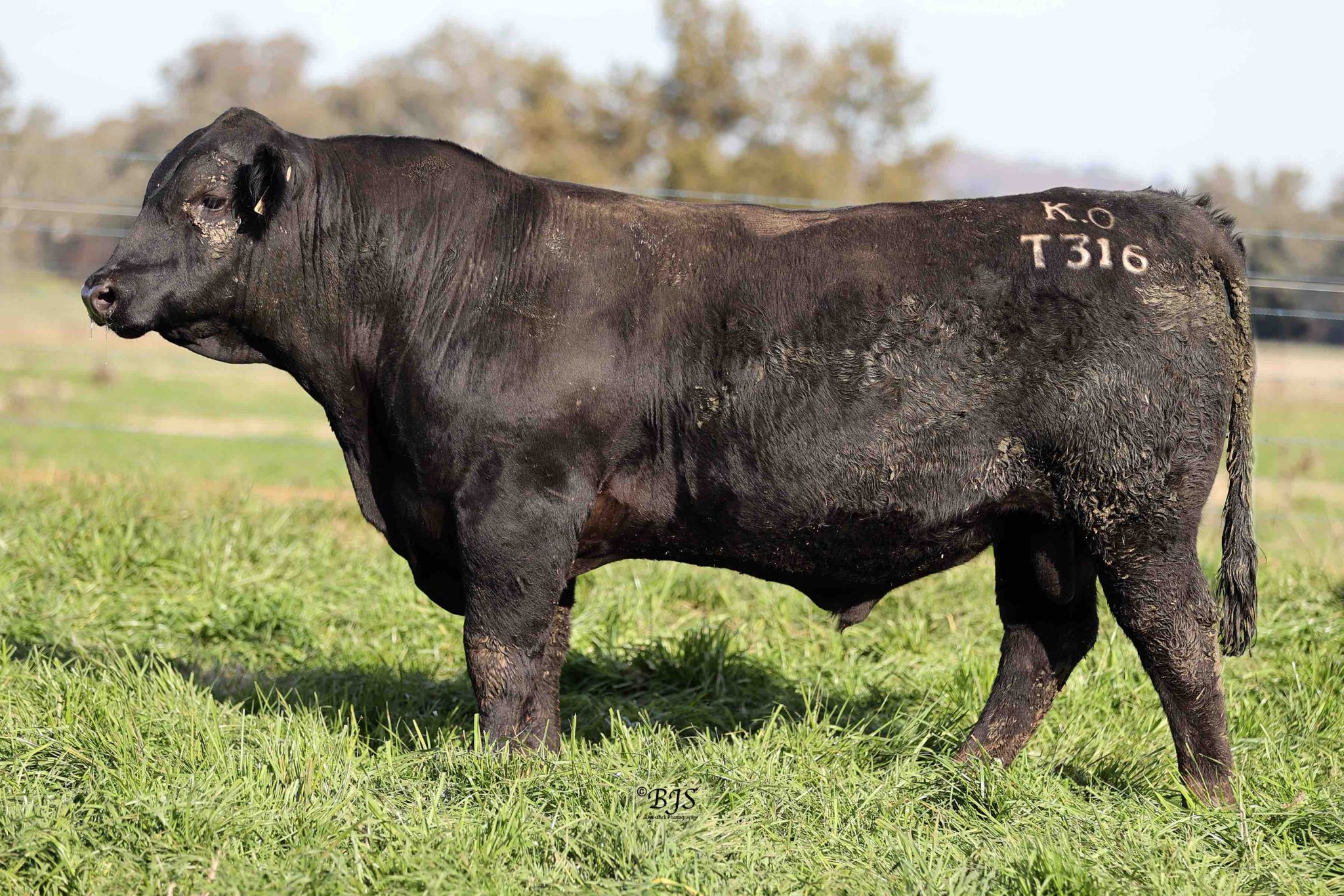 KO Angus Stud Bowral and Gundagai