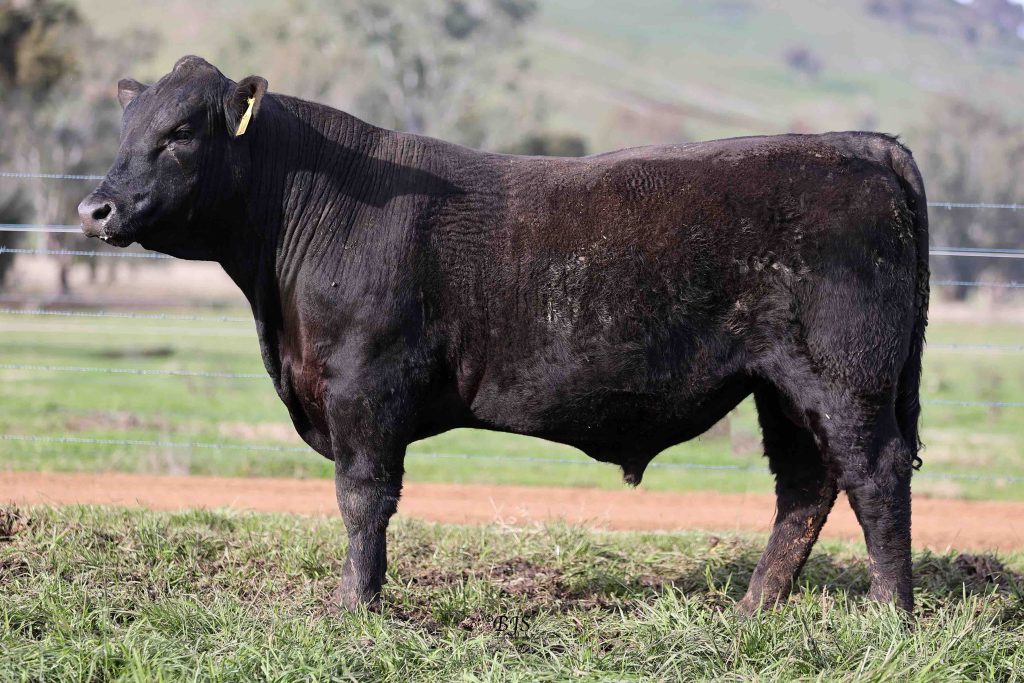KO Angus Stud Bowral and Gundagai