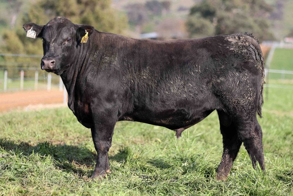 KO Angus Stud Bowral and Gundagai