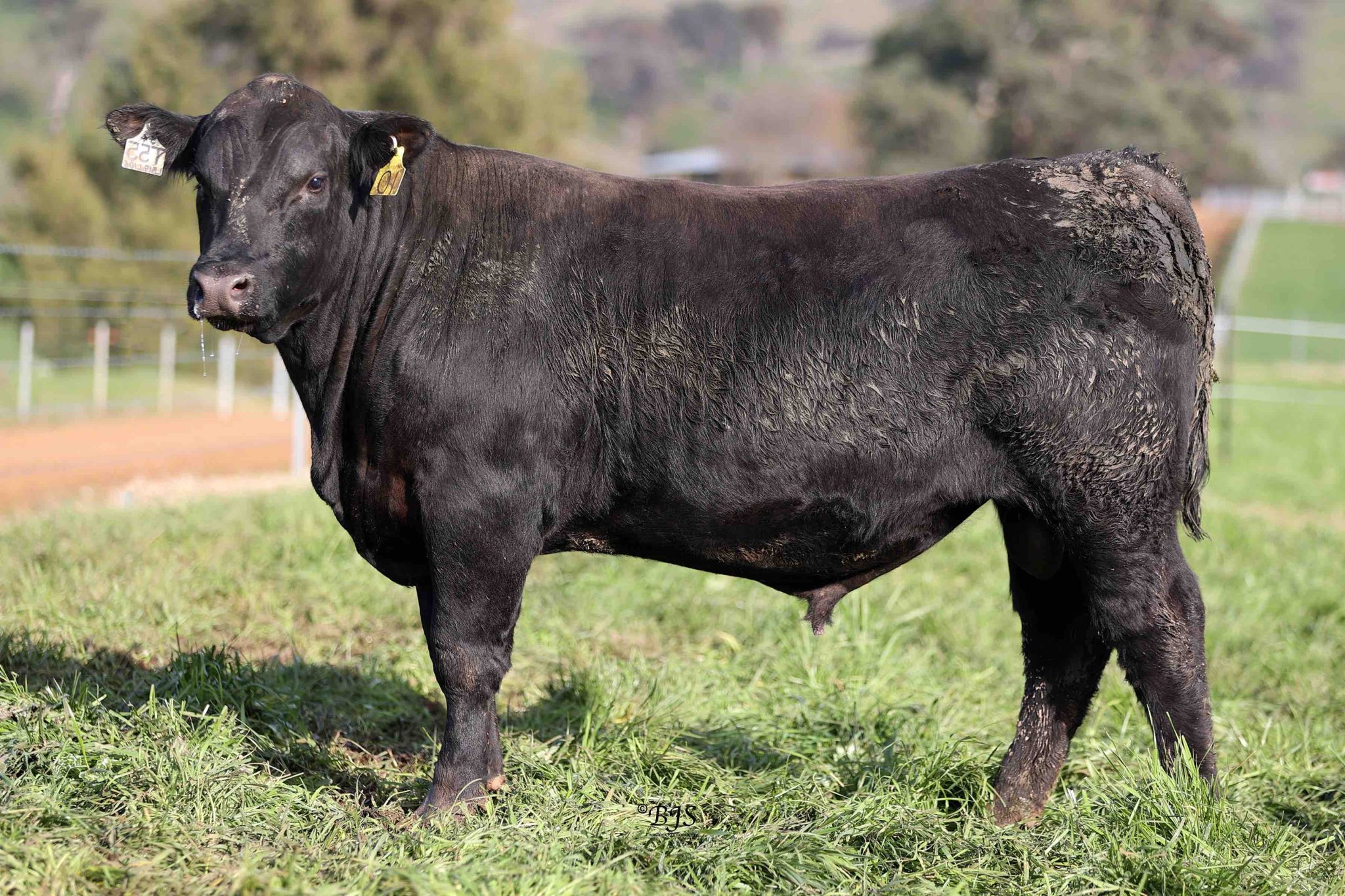 KO Angus Stud Bowral and Gundagai