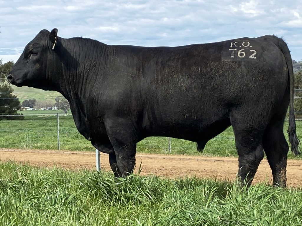 KO Angus Stud Bowral and Gundagai
