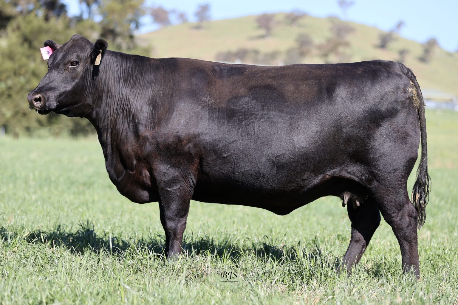 KO Angus Stud Bowral and Gundagai – KO Angus Stud Bowral and Gundagai