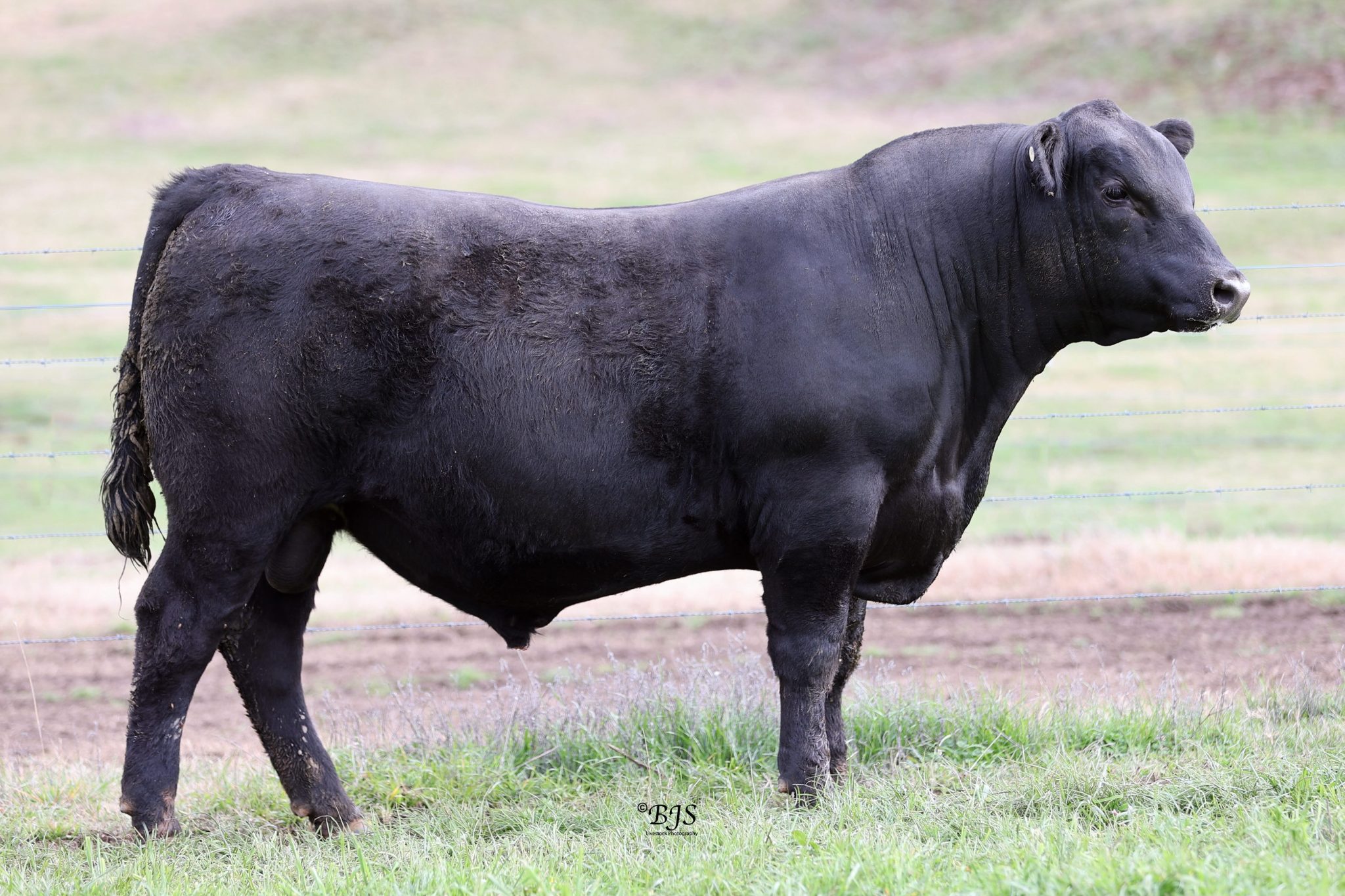 KO Angus Stud Bowral and Gundagai – KO Angus Stud Bowral and Gundagai
